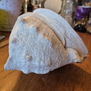 Accents | Large Vintage Queen Helmet Conch Shell Horned Collectible ...